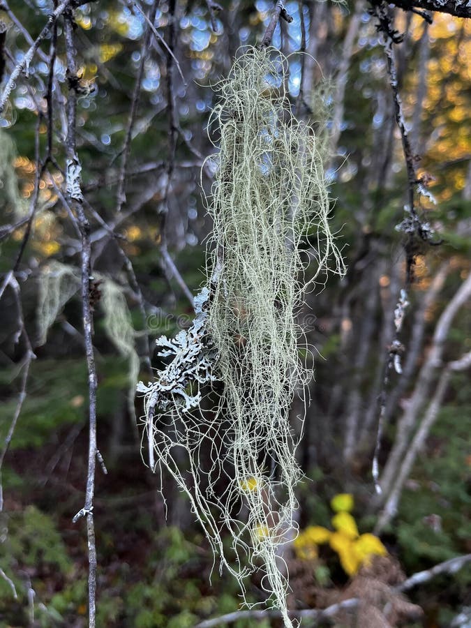 Beard Lichen Also Known As Old Mans Beard Hanging Off a Tree Stock ...
