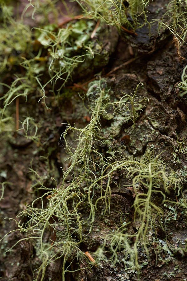 Beard Lichen Growing on Bark Stock Image - Image of woodland, natural ...