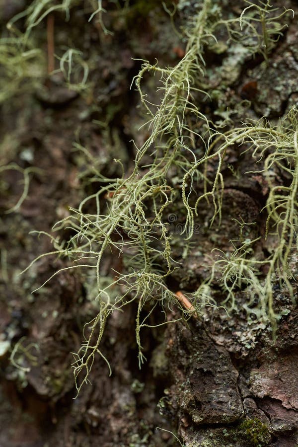 Beard Lichen Growing on Bark Stock Image - Image of growth, pattern ...