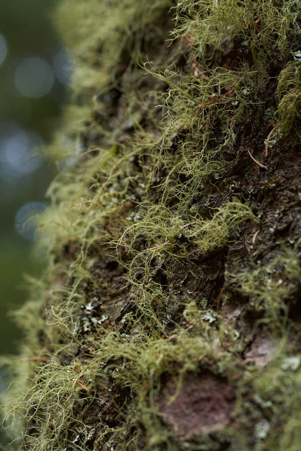 Beard Lichen Growing on Bark Stock Image - Image of nature, wild: 379502343
