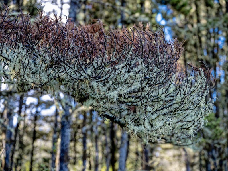Beard Lichen Growing on a Tree Branch in Leadbetter Point State Park ...