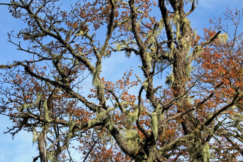 Beard Lichen Growing on Tree, Chile Stock Image - Image of branch ...