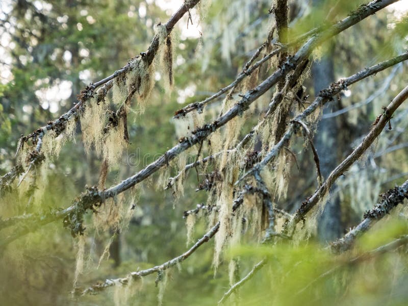 Beard Lichen Hanging on Old Spruce Branches Stock Image - Image of ...