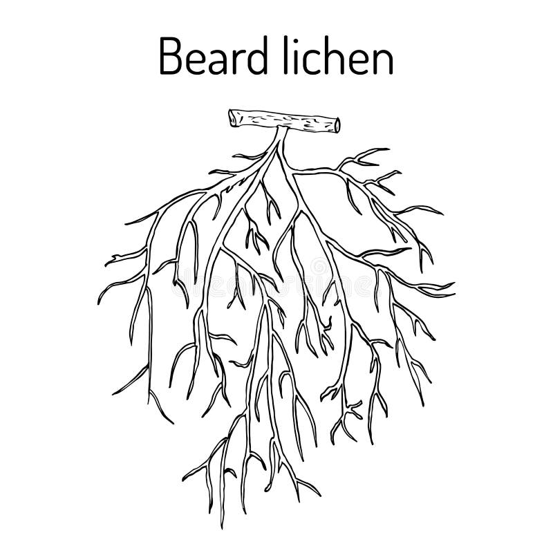 Beard Lichen Usnea Barbata , or Tree Moss Stock Vector - Illustration ...
