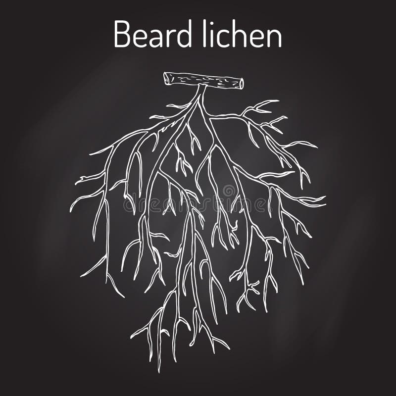 Beard Lichen Usnea Barbata , or Tree Moss Stock Vector - Illustration ...