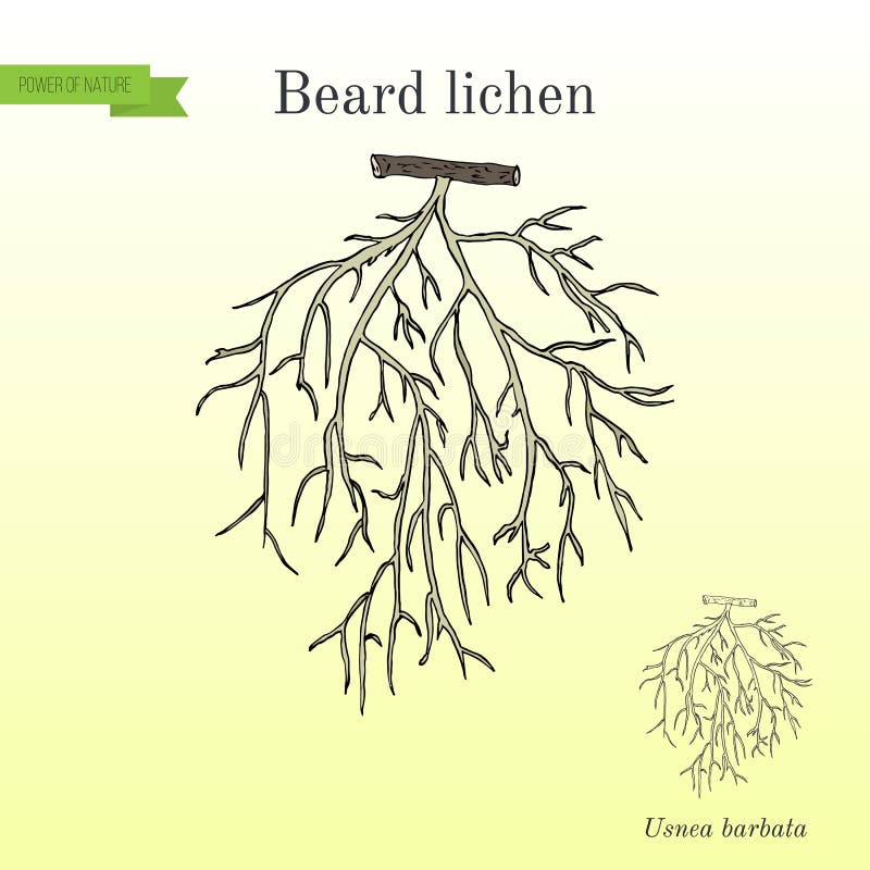 Beard Lichen Usnea Barbata , or Tree Moss Stock Vector - Illustration ...