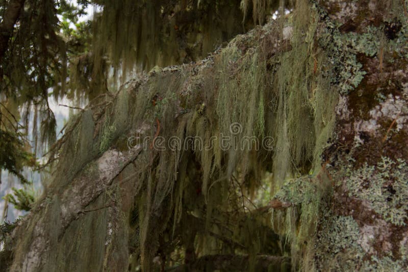 Trees with Beard Lichen and Epiphytes in Mountain Rainforest of ...