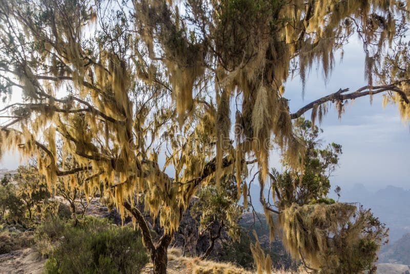 Beard Lichens on a Tree in Simien Mountains, Ethiop Stock Image - Image ...