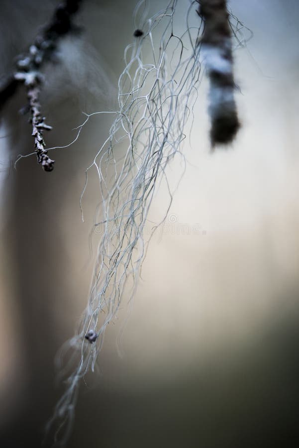 Beard stock image. Image of forest, black, tree, photograph - 59458861