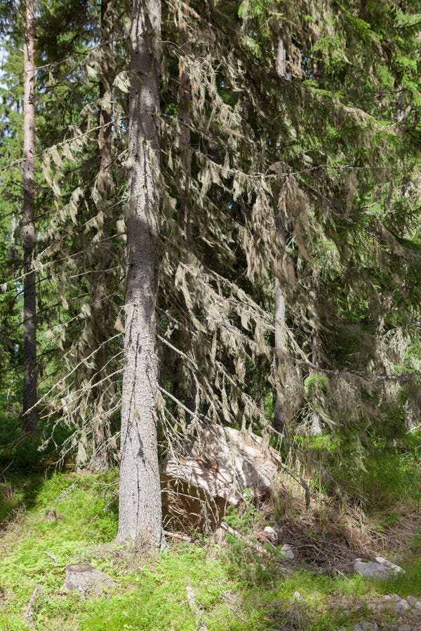 Beard Moss Hanging in Spruce Tree Stock Image - Image of natural ...