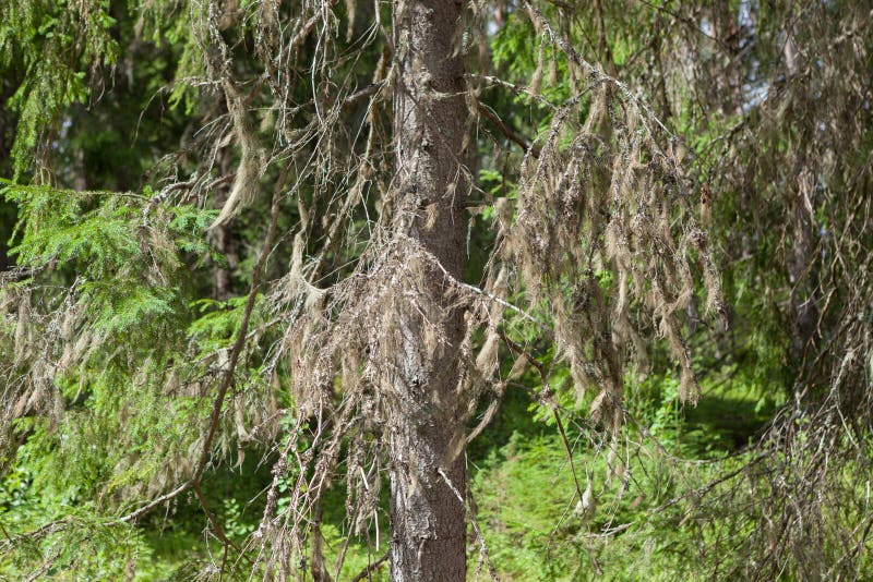 Beard Moss Hanging in Spruce Tree Stock Image - Image of nature, bunch ...