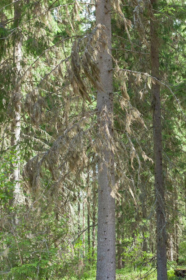 Beard Moss Hanging in Spruce Tree Stock Image - Image of branches ...