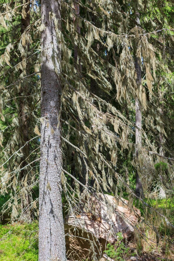 Beard Moss Hanging in Spruce Tree Stock Image - Image of outdoor ...