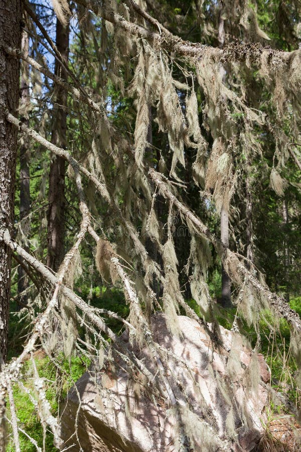 Beard Moss Hanging in Spruce Tree Stock Image - Image of nature, bunch ...