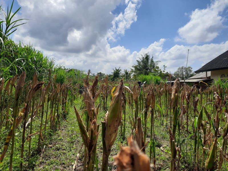 Beard Plants in the Middle Lombok Dry Land Stock Photo - Image of beard ...
