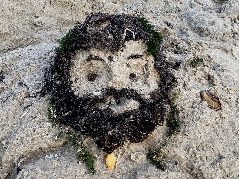 Beard of seaweed on sand stock image. Image of beard - 335732281