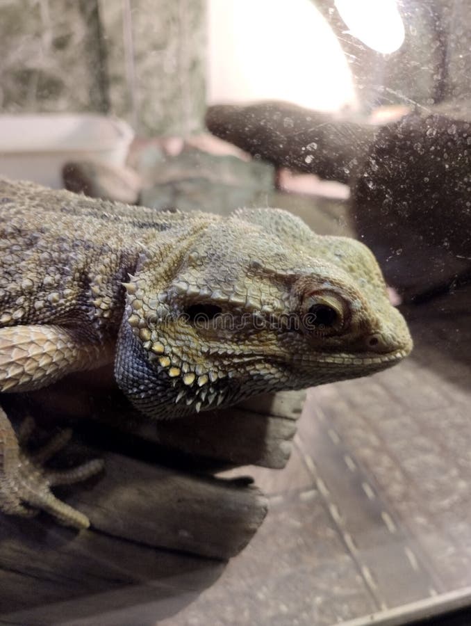 Bearded Agama, an Exotic Lizard in a Terrarium Stock Photo - Image of ...