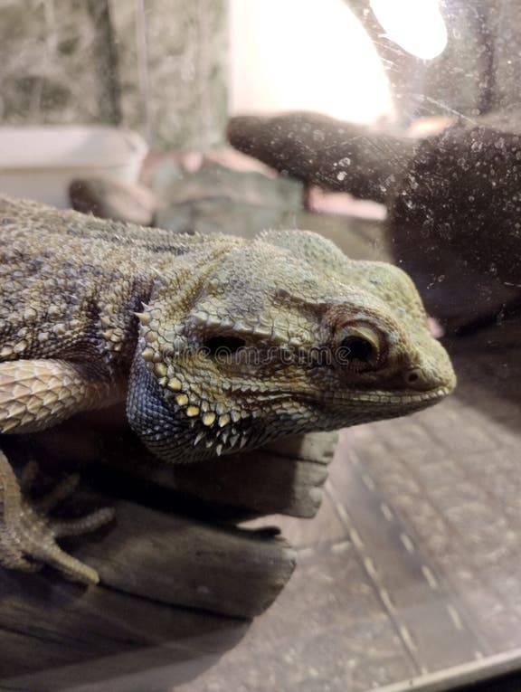 Bearded Agama, an Exotic Lizard in a Terrarium Stock Photo - Image of ...