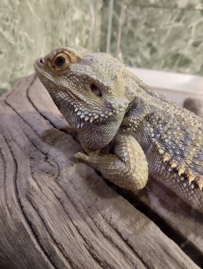 Bearded Agama, an Exotic Lizard in a Terrarium Stock Image - Image of ...