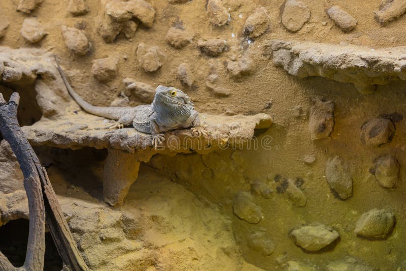 Bearded Agama Lizard - Pogona Vitticeps in a Terrarium while Feeding a ...