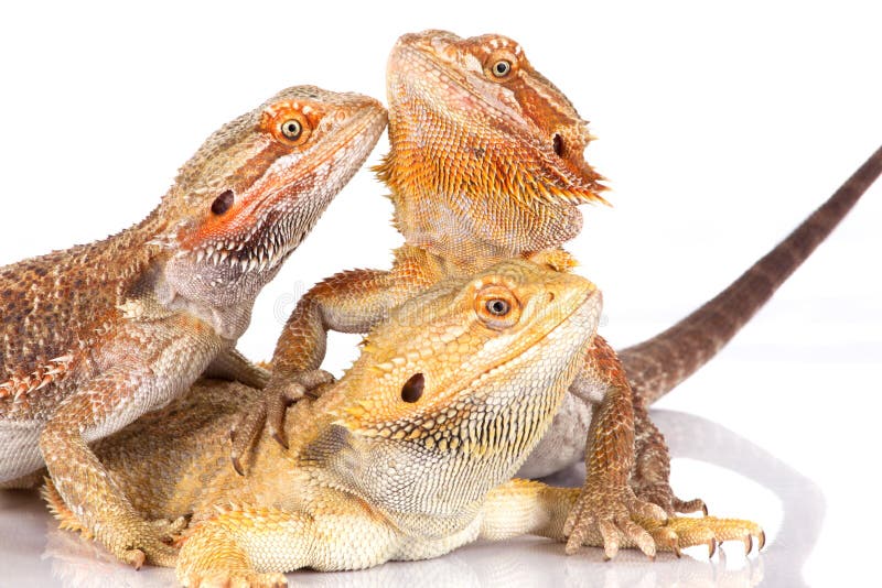 Bearded Dragon Agama Lizard Stock Photo - Image of agama, isolated ...