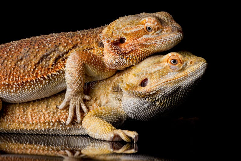 Bearded Agama Lizards Stock Photos - Image: 22761903