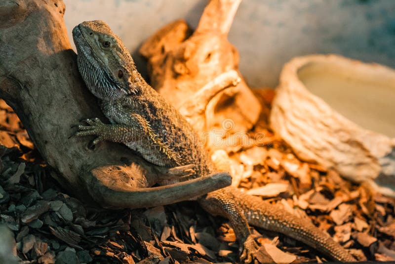 The Bearded Agama Sits on a Snag Stock Image - Image of brown, dragon ...
