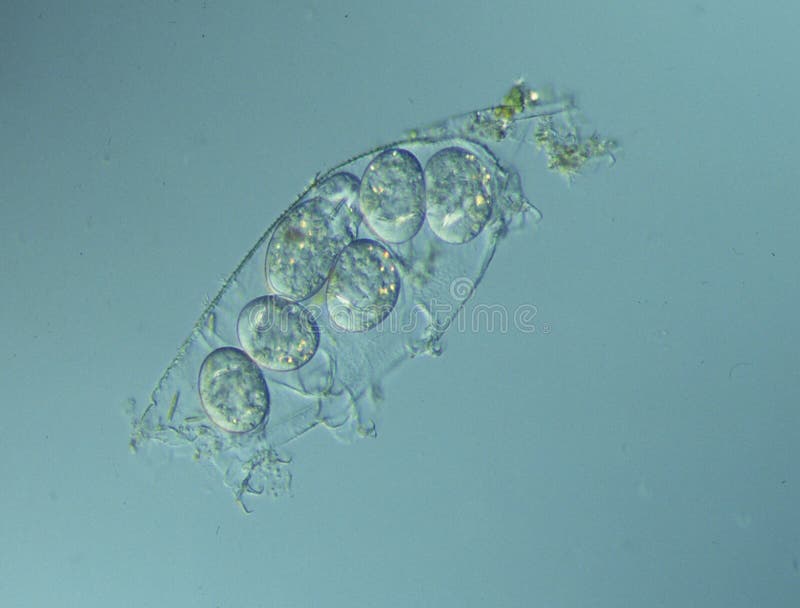 Bearded Animal Skin with Eggs Stock Image - Image of bearded, water ...