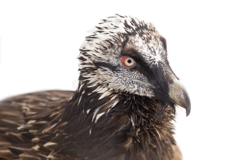 Bearded Bird Looking at the Camera Stock Photo - Image of pyrenees ...