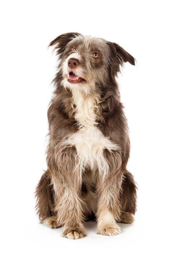 Bearded Collie Brown