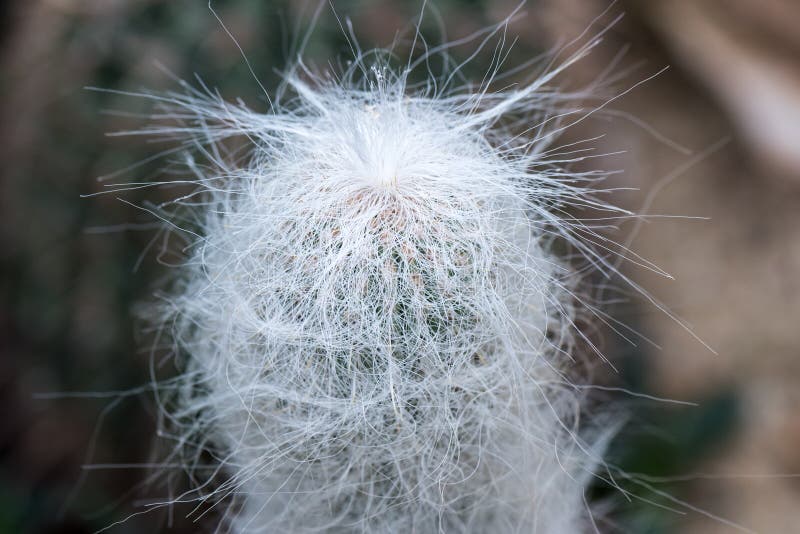 Bearded Cactus Close Up stock image. Image of prickle - 84365513