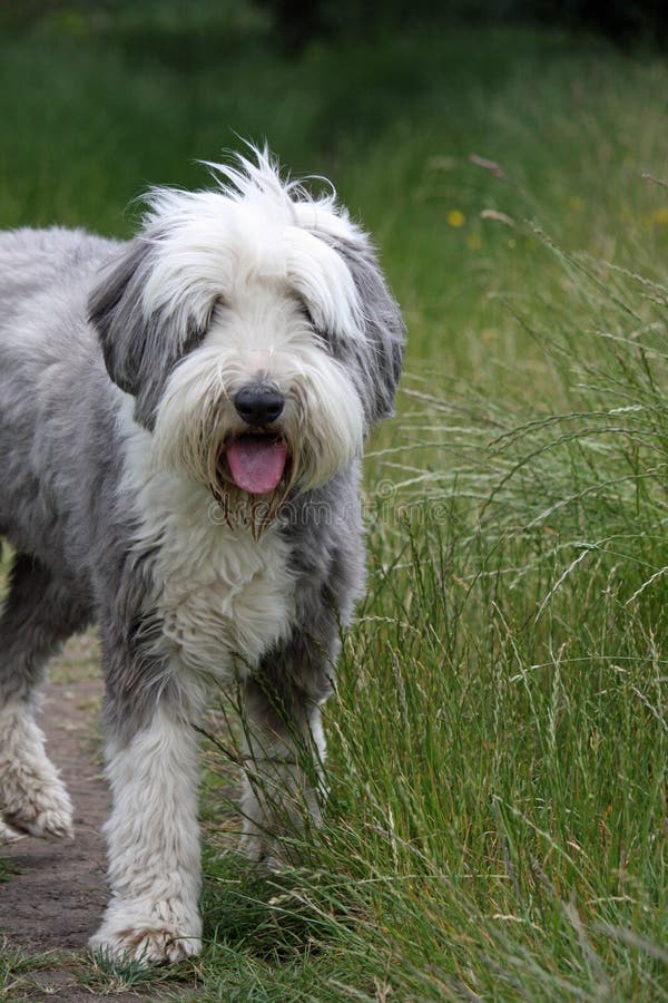 Puppies Eating stock photo. Image of bearded, lunch, furry - 184324