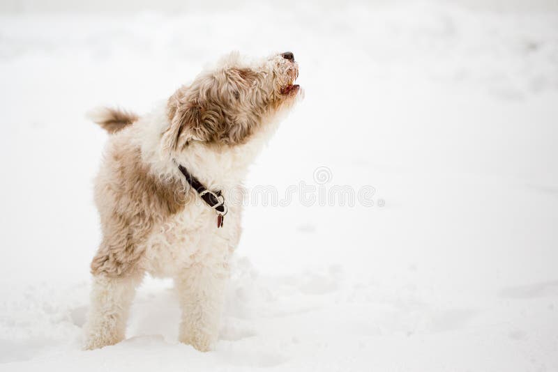 Bearded Collie Howling Barking Stock Photo - Image of friend, breed ...