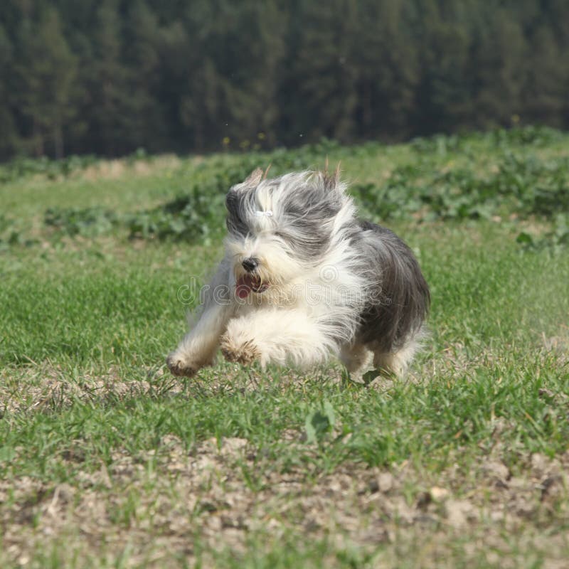Bearded Collie Running in Nature Stock Image - Image of looking, moving ...