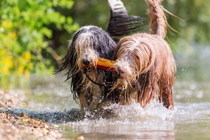 Bearded collies in a lake stock image. Image of walking - 95936113