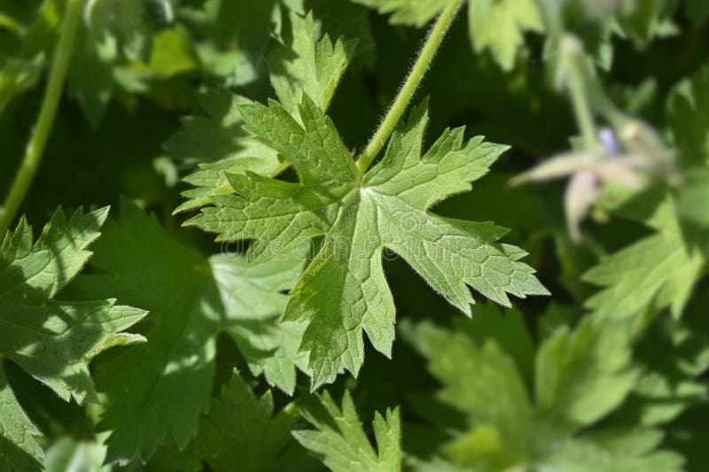 Bearded cranesbill stock photo. Image of leaf, nature - 297544564
