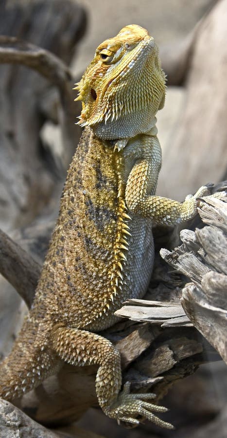 Bearded dragon 17 stock photo. Image of zoology, claw - 15384138