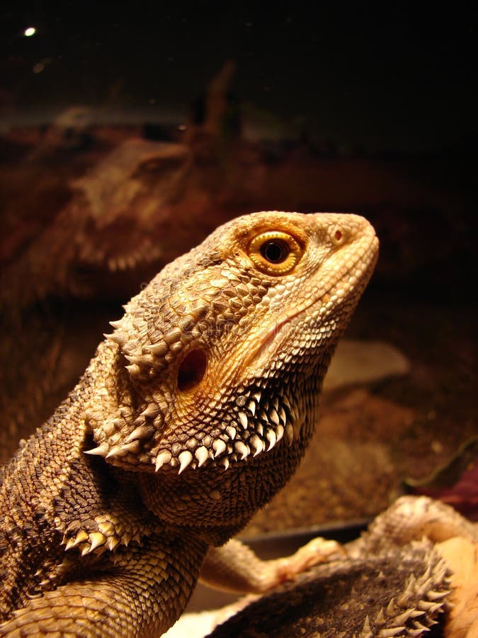 Bearded Dragon Picture. Image: 1179817