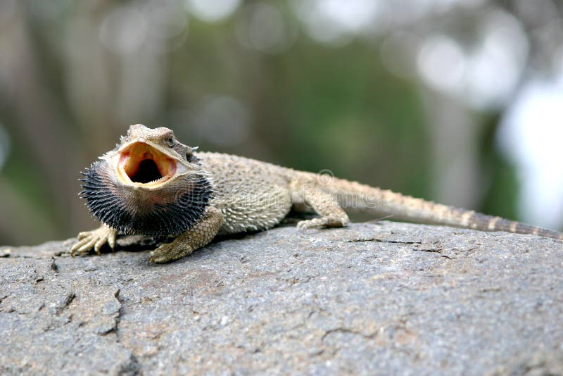Bearded Dragon Agama Lizard Stock Photo - Image of agama, isolated ...
