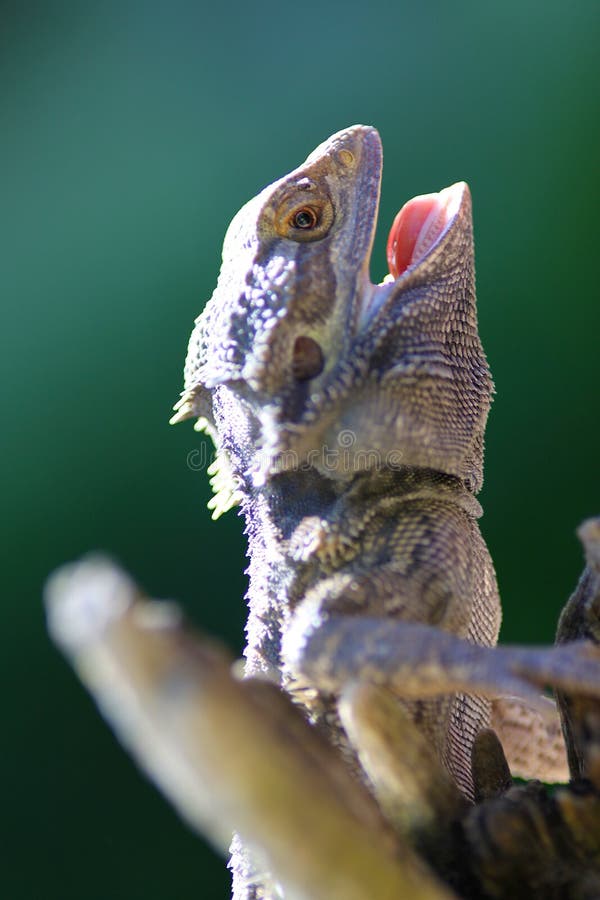 Bearded Dragon stock photo. Image of agaminae, agamidae - 14315388