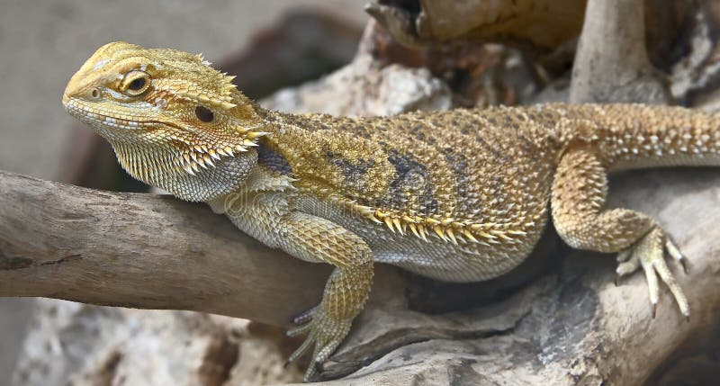 Bearded dragon 17 stock photo. Image of zoology, claw - 15384138