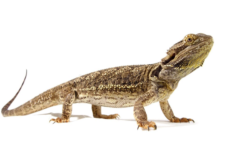Bearded dragon stock image. Image of spikes, dragon, bearded - 3689817