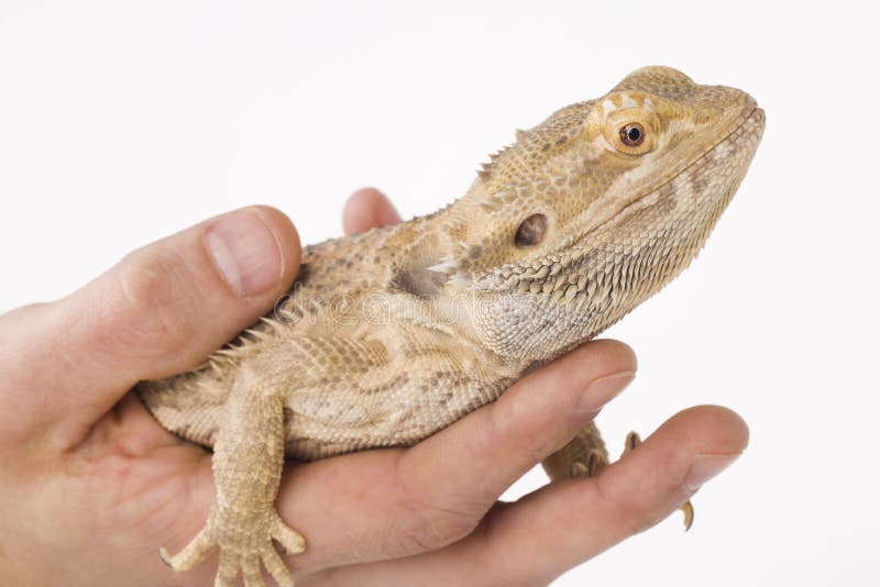 Small Bearded Dragon with a Leash Stock Image - Image of juvenile ...