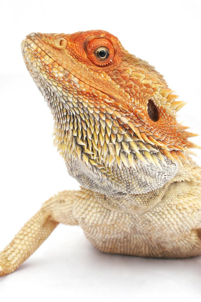 379 Baby Bearded Dragon Stock Photos - Free & Royalty-Free Stock Photos ...