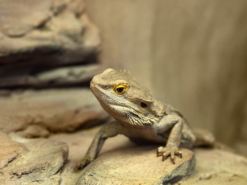 Bearded Dragon Agama Lizard Stock Image - Image of lizard, crawling ...