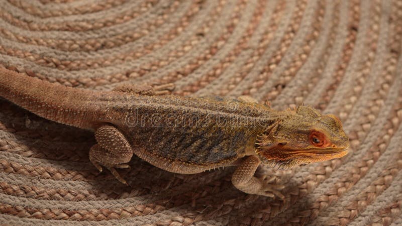Bearded Dragon Agave Lizard on a Woven Surface Display Stock Video ...