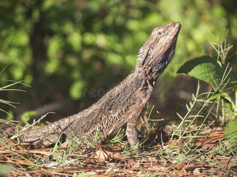 Bearded Dragon Australian Lizard Stock Image - Image of dragon ...
