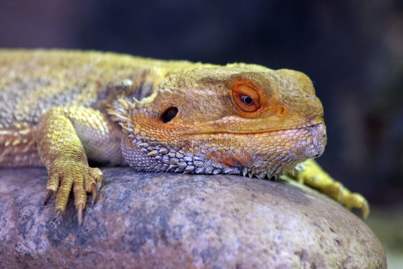 Bearded dragon stock photo. Image of peafoel, bearded - 53520386