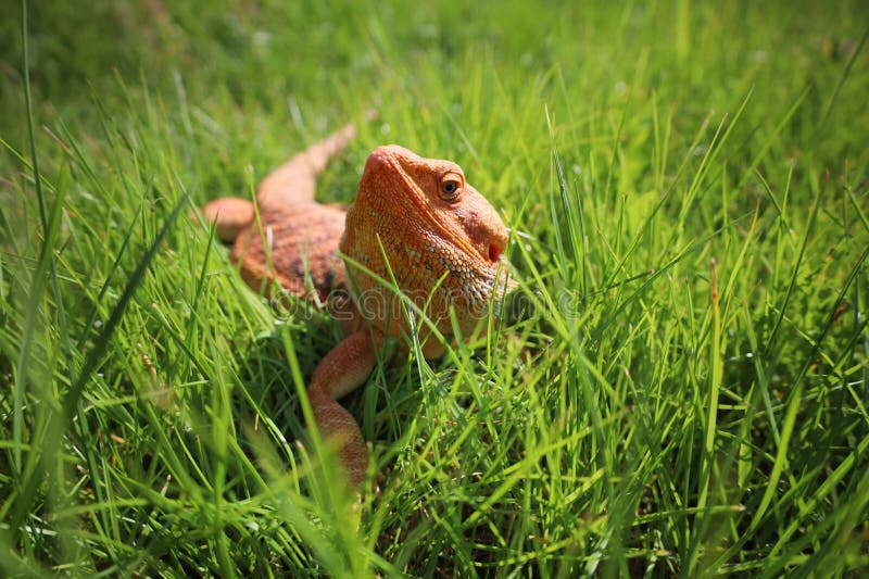Bearded Dragon Basking in the Sun Stock Image - Image of close, garden ...