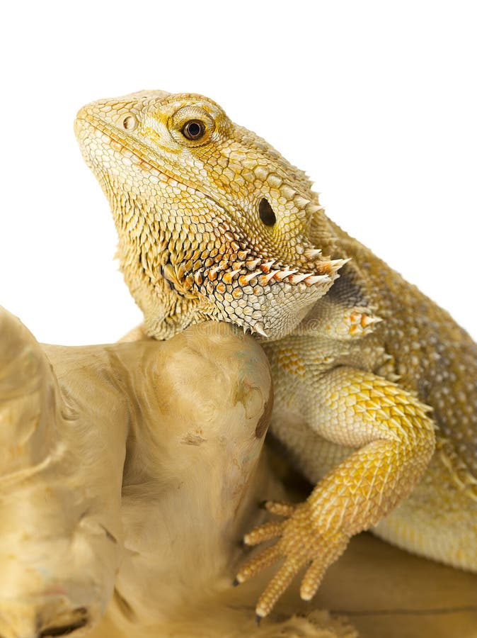 Bearded agama lizards stock image. Image of colorful - 22747723